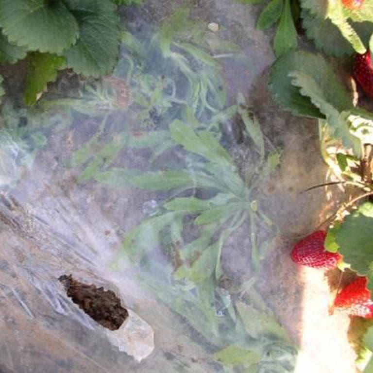 E1102 Stabilized Clear Mulch - Stabilized transparent mulch ...