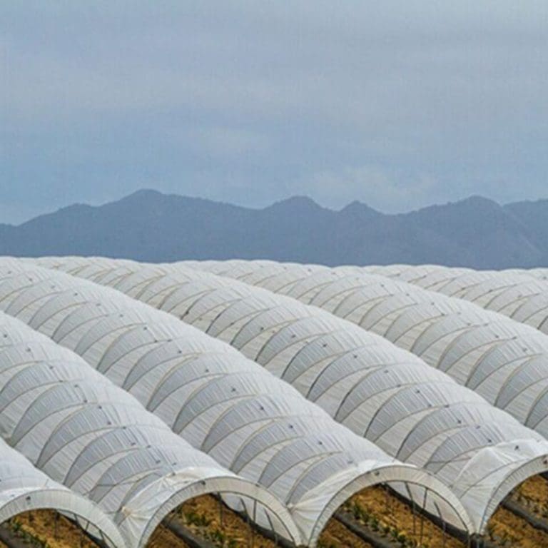 Agricultural plastic mulch & Solarization Film - Aalex Reed AgroPro